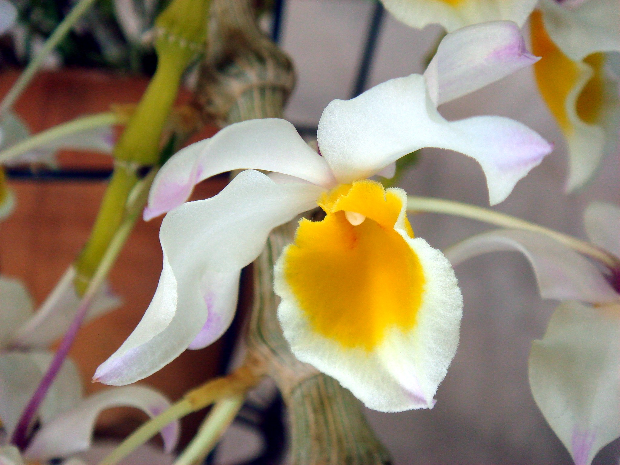 Dendrobium pendulum Roxburgh